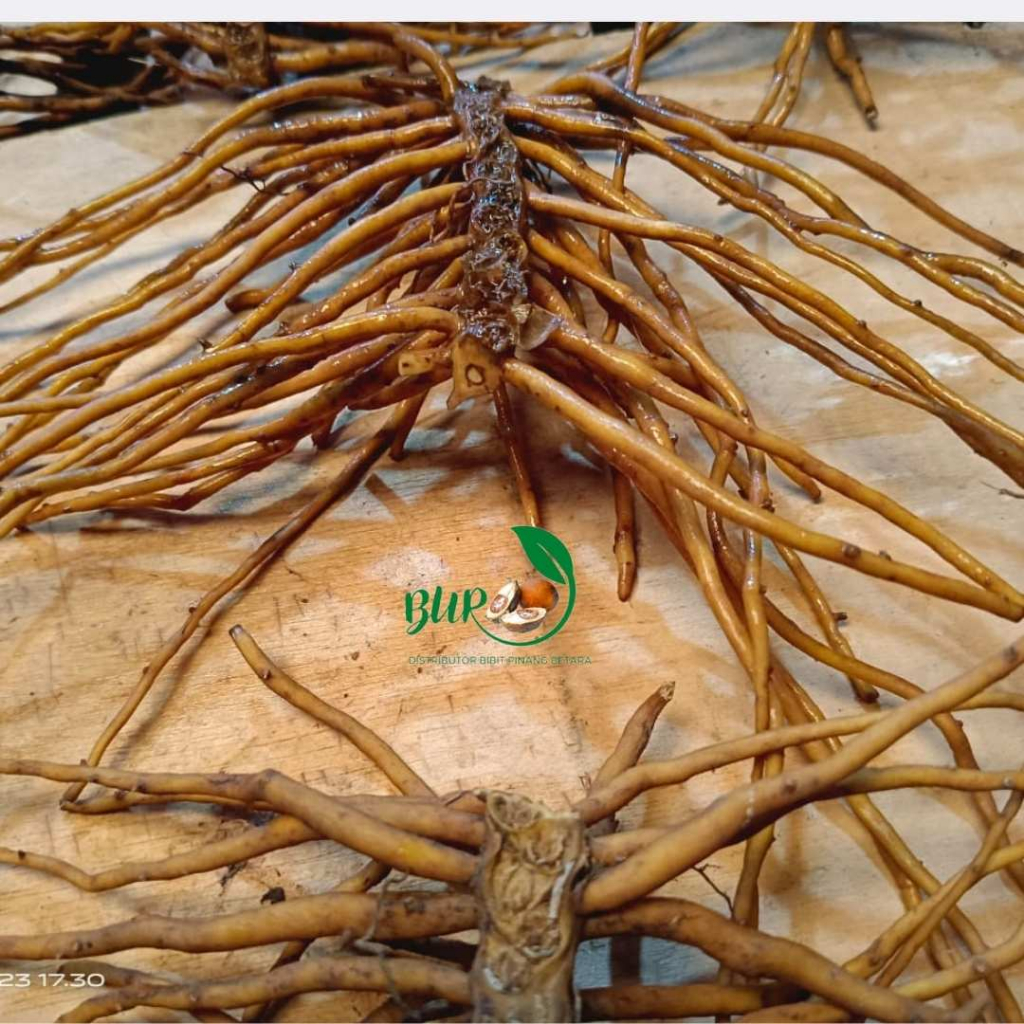 Jual Herbal Bibit pohon akar tunjuk langit akar lipan Bur Herb | Shopee ...