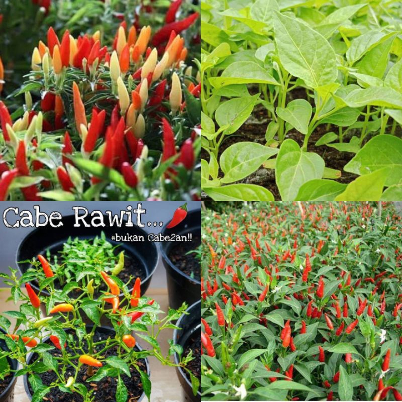 Jual BIBIT LOMBOK RAWIT SIAP TANAM (PEDAS) beli 5 gratis 1 | Shopee ...