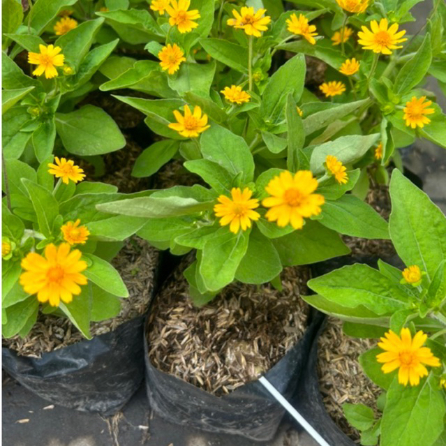 Jual Bunga daisy kuning / tanaman bunga matahari mini / bunga matahari ...