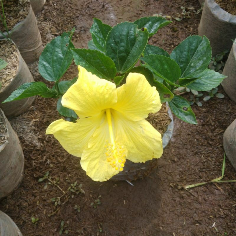 Jual kembang sepatu bunga kuning tanaman hias Hibiscus rosa-sinensis ...