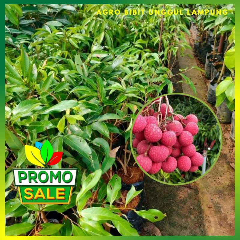 Jual Bibit Leci Merah madu Asli Tanaman Cangkok Cepat Berbuah Agro ...