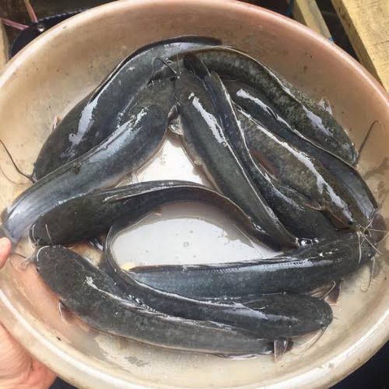 Jual Ikan Lele segar 1kg Lele lele fresh | Shopee Indonesia