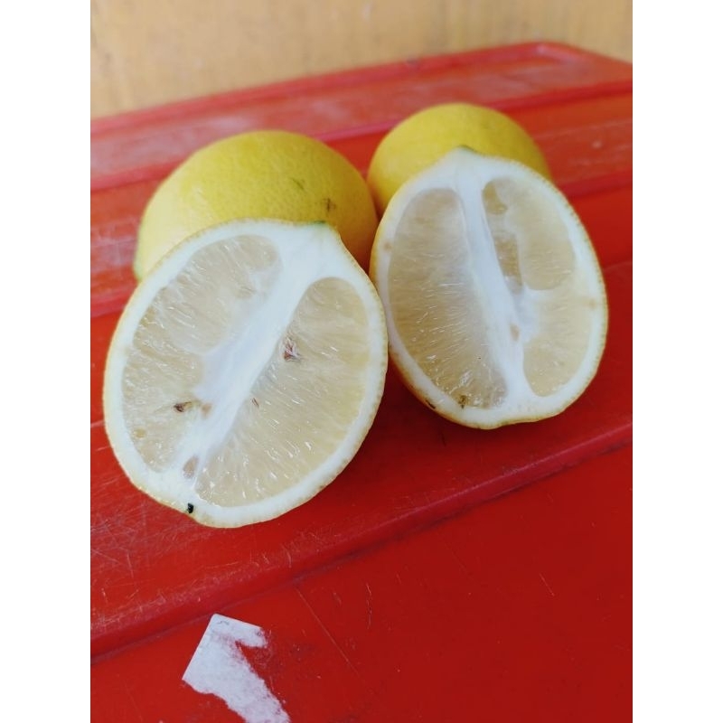 Jual Buah Lemon lokal Fresh | Shopee Indonesia