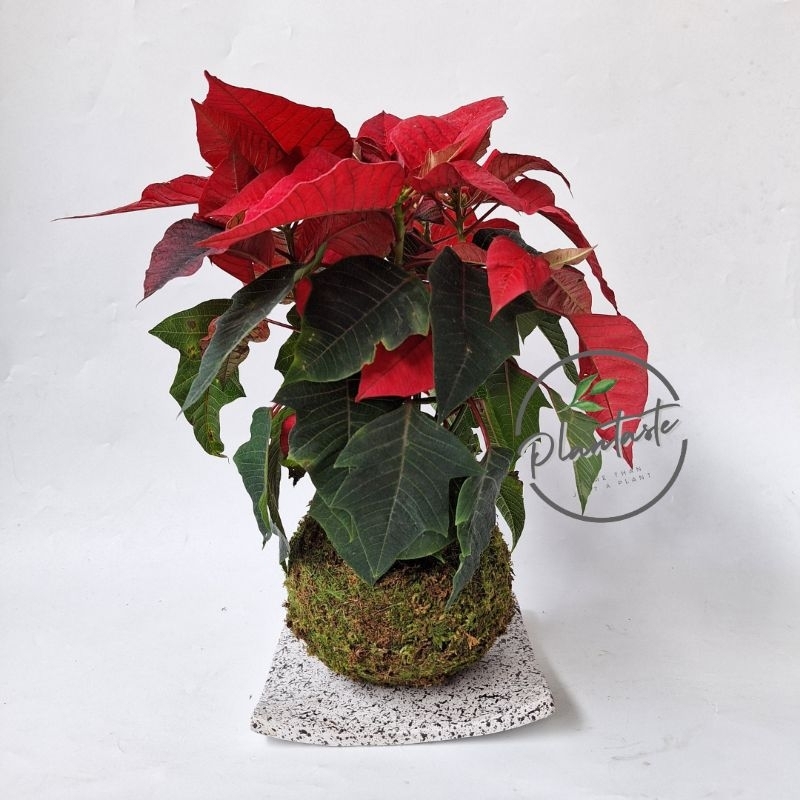 Jual Mossball - Poinsettia Tanaman Katsuba Merah Gift Kado Home Decor ...