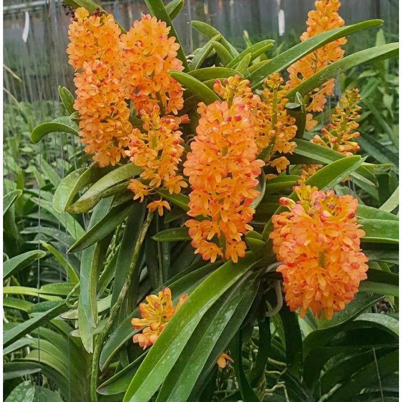 Jual Anggrek Ascocentrum Miniatum / Vanda mini | Shopee Indonesia