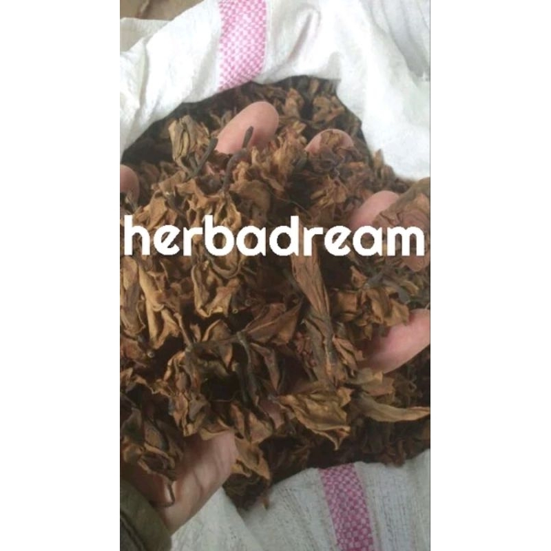 Jual 1 KG BUNGA KAMBOJA PLUMERIA FRANGIPANI FLOWER KEMBOJA SEMBOJA ...