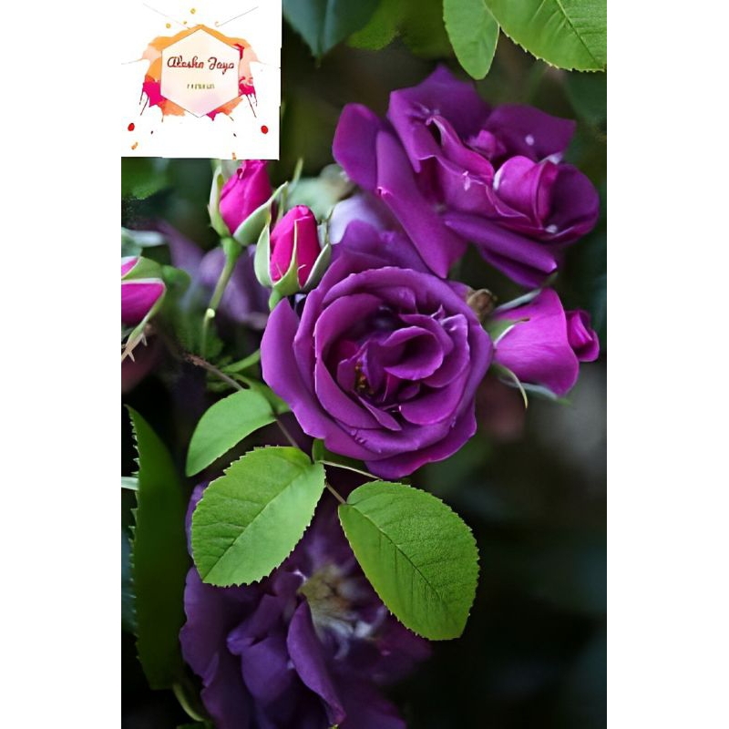 Jual BUNGA MAWAR UNGU HOLLAND | Shopee Indonesia