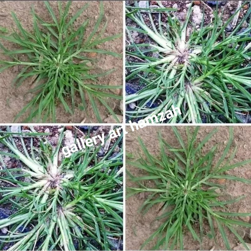 Jual rumput belulang daun herbal | Shopee Indonesia