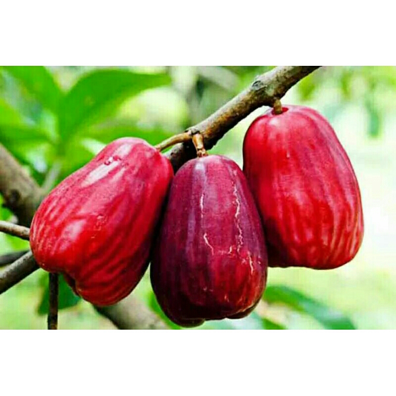 Jual Bibit Jambu Bol Jamaika 1 meter okulasi cepat berbuah | Shopee ...