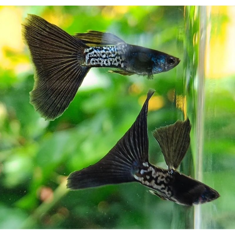 Jual ikan hias guppy mss black tail sepasang jantan betina cocok untuk aquarium, kolam, dan ...