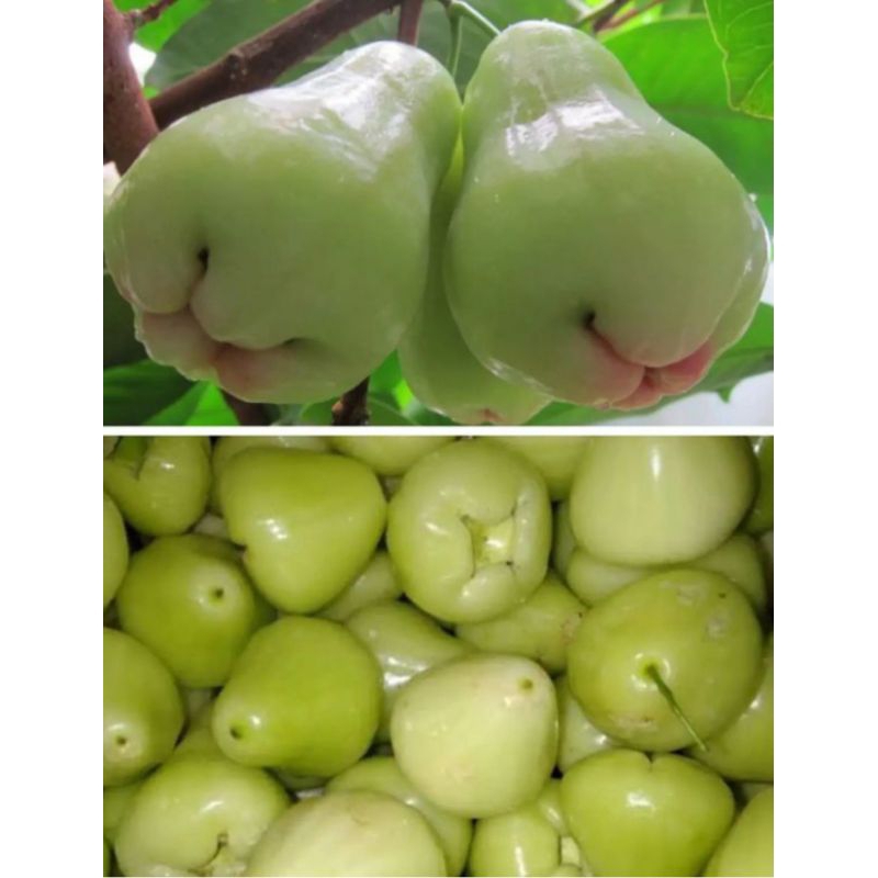 Jual JAMBU AIR DELI SUSU FRESH 1KG | Shopee Indonesia