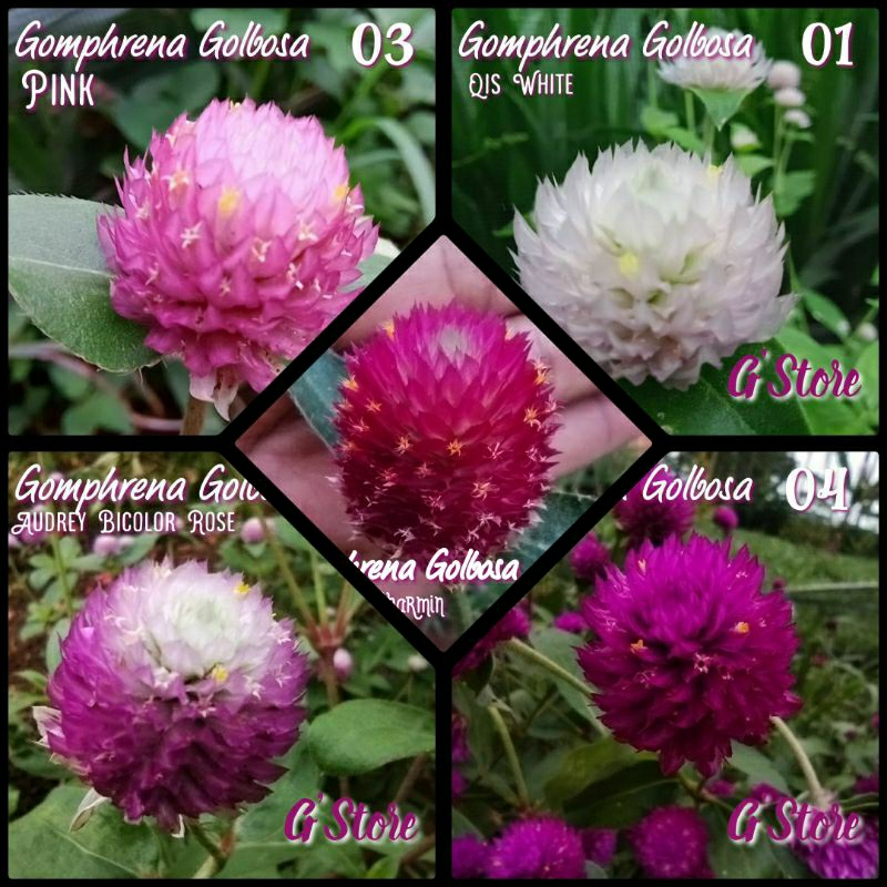 Jual 25 Benih Bunga Kenop Bunga Kancing Gomohrena Globosa Globe ...