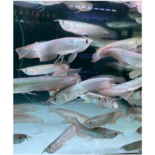 Jual Arowana Silver - Arwana Brazil Ikan Hias Predator Aquarium GOJEK ...
