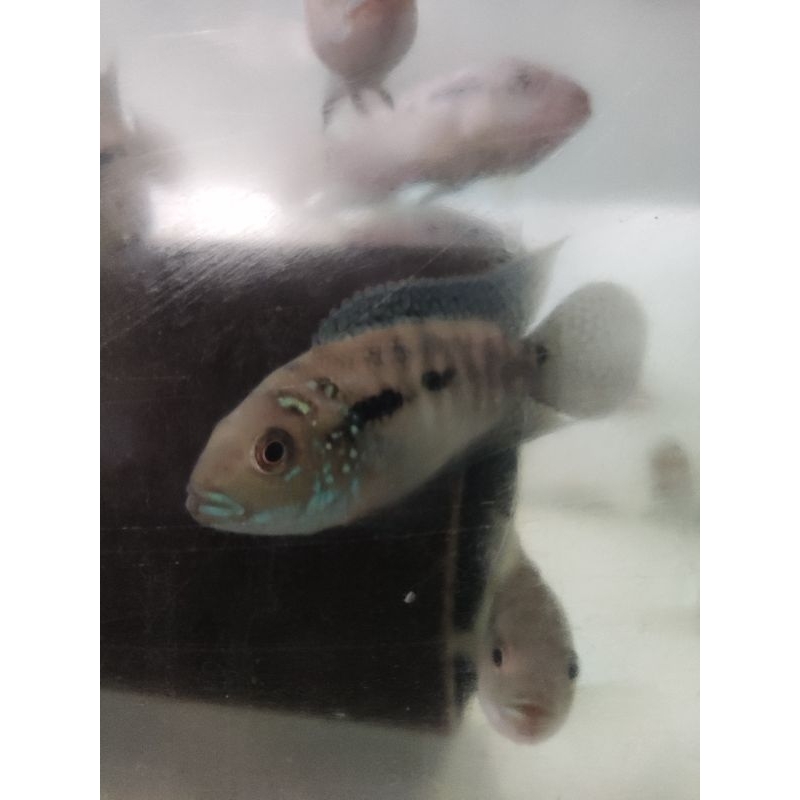 Jual cichlid blue jack dempsey / ikan hias semi predator / ikan comtank ...