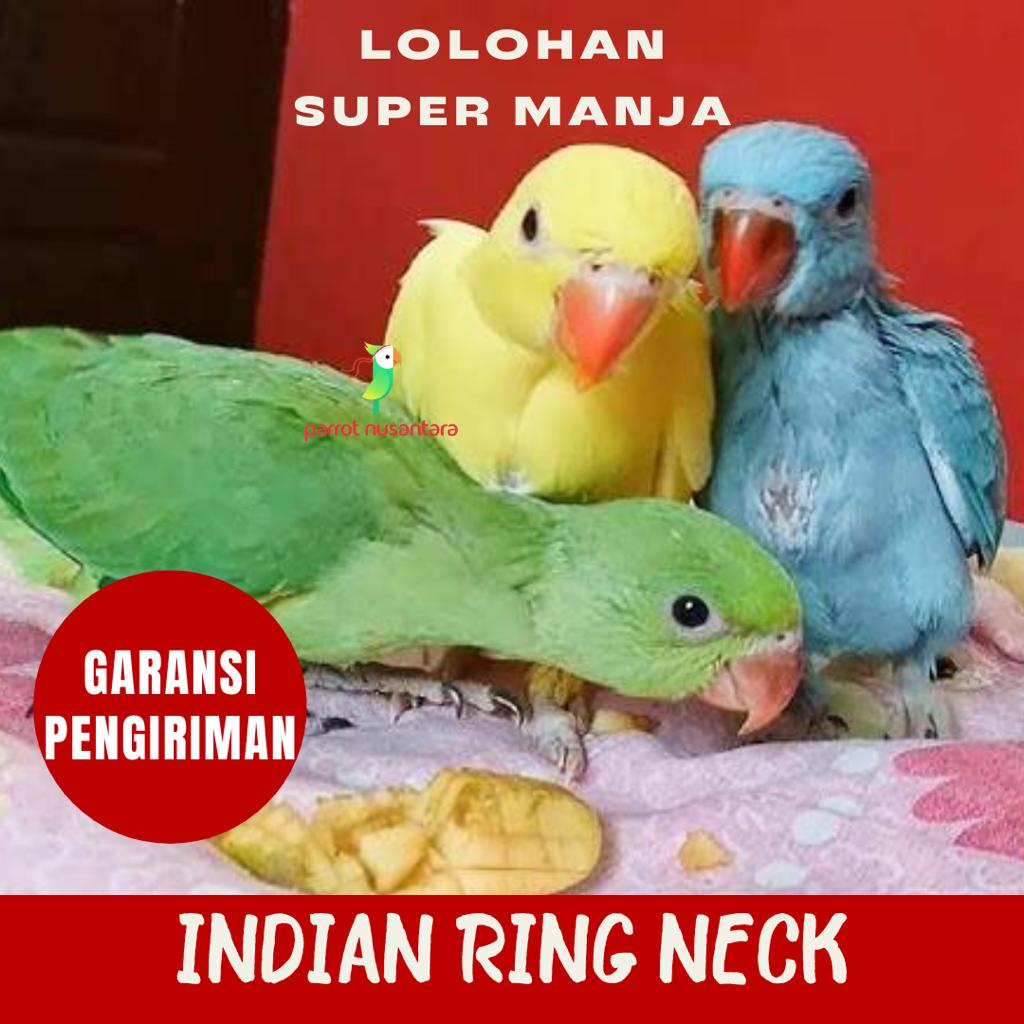 Jual INDIAN RING NECK LUTINO BURUNG PARROT JINAK IRN | Shopee Indonesia