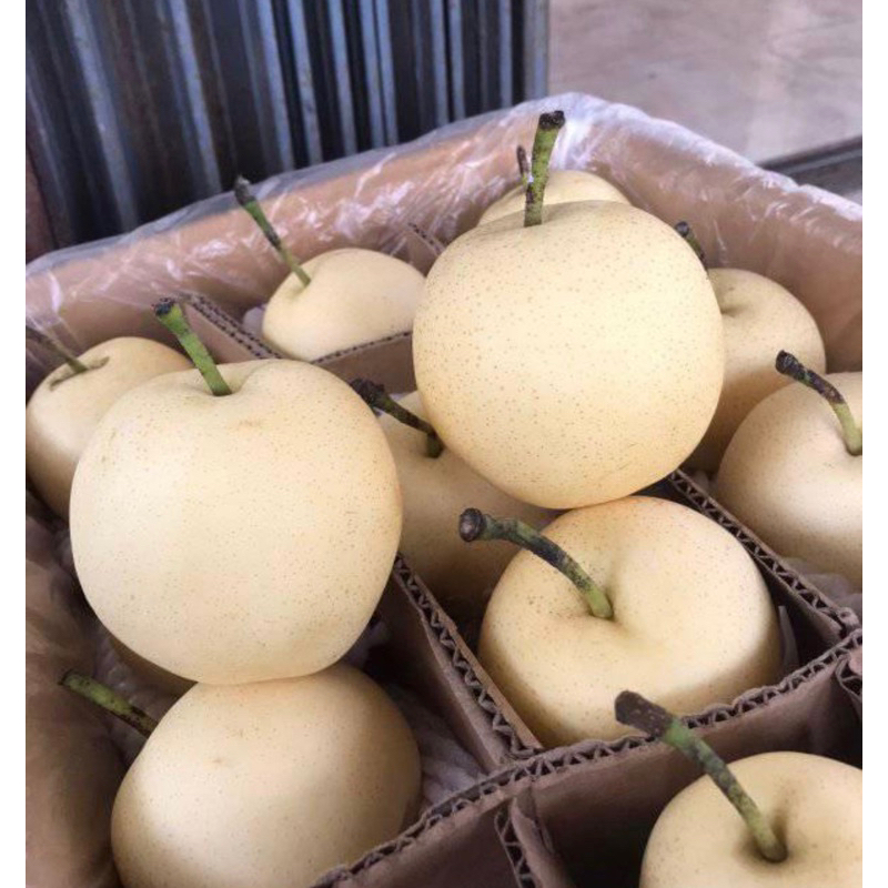 Jual buah pir madu / sweet pear manis 1kg | Shopee Indonesia