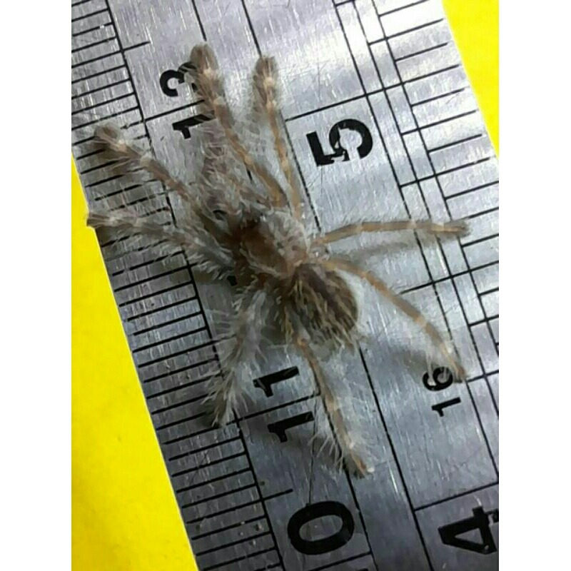 Jual DISPLAY TARANTULA POECILOTHERIA REGALIS BISA BERJALAN | Shopee ...