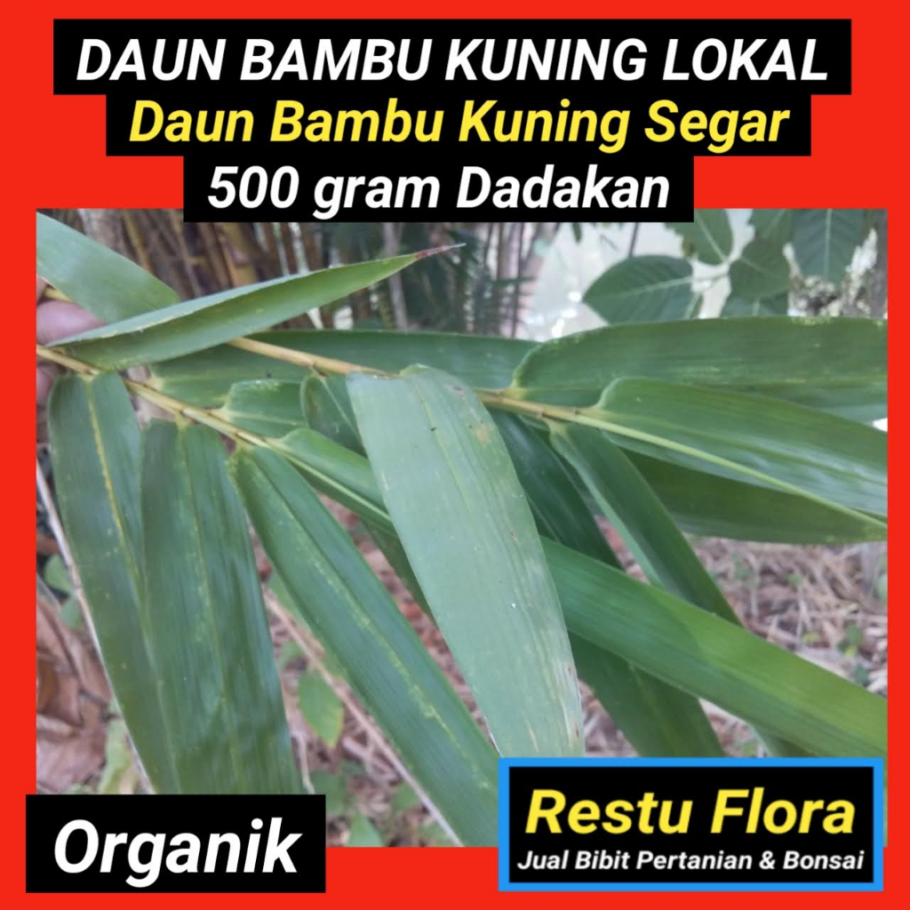 Jual Daun BAMBU KUNING LOKAL, Segar Organik 500gram | Shopee Indonesia