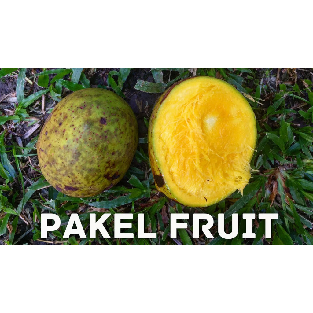 Jual MANGGA BACANG PAKEL & KWENI per 500gr | Shopee Indonesia