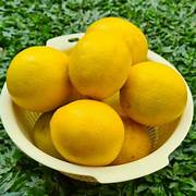Jual LEMON KUNING BESAR | LEMON IMPORT per 500gr | Shopee Indonesia