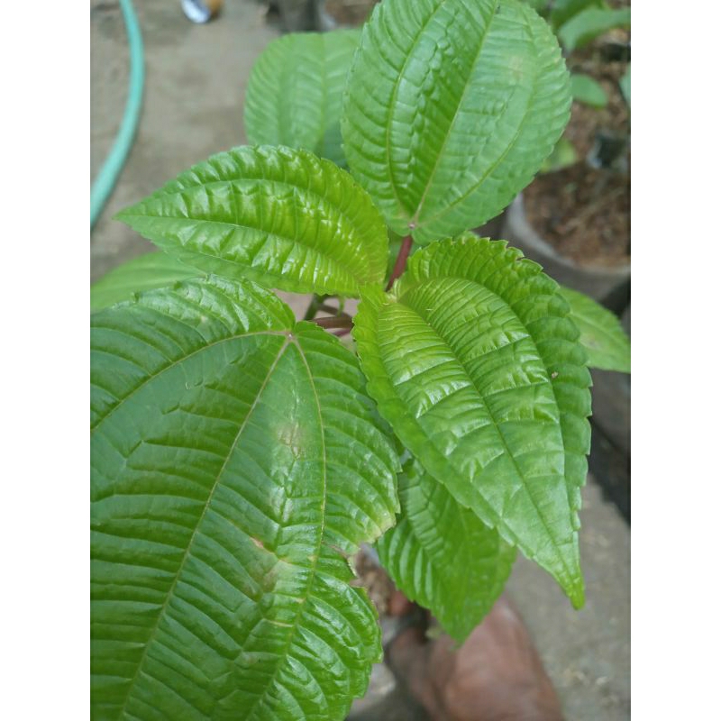 Jual Tanaman lalapan/pohpohan(lalapan Sunda) | Shopee Indonesia