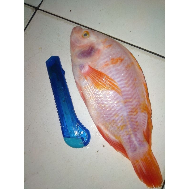 Jual Ikan Nila Merah 1Kg Ikan Segar Fresh Frozen BERGARANSI | Shopee ...