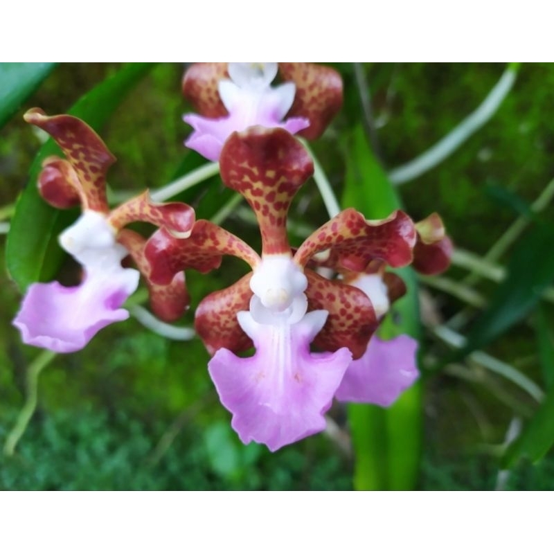 Jual anggrek vanda insignis (vanda spesies wangi) | Shopee Indonesia
