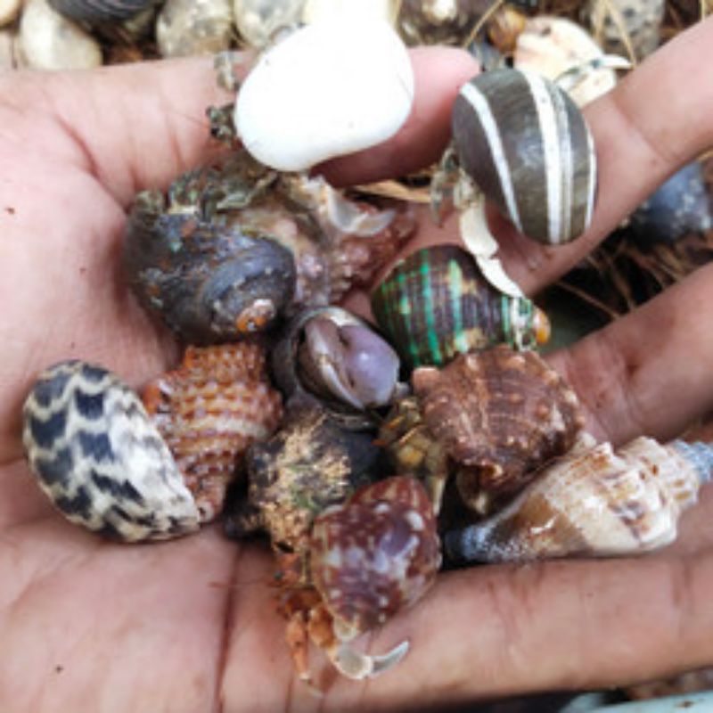 Jual Kelomang (keong darat) | Shopee Indonesia