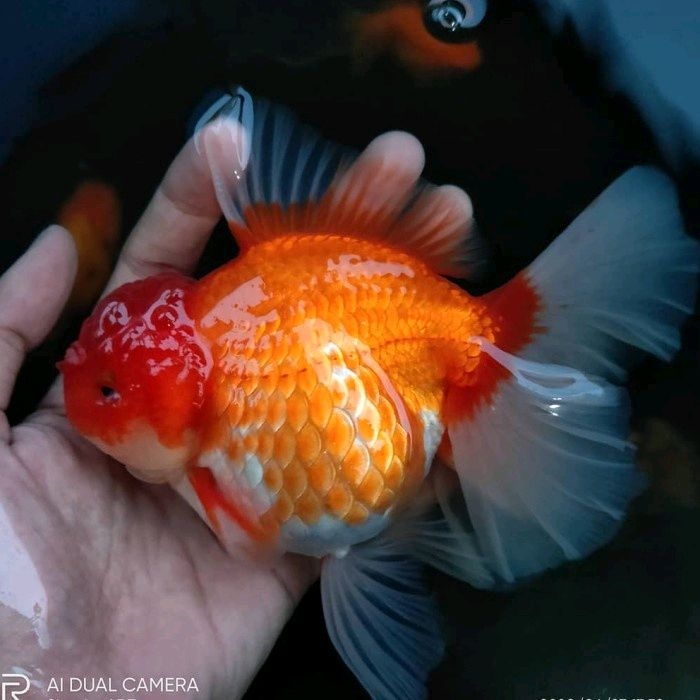 Jual Ikan Mas koki Oranda rosetail / ikan hias aquarium | Shopee Indonesia