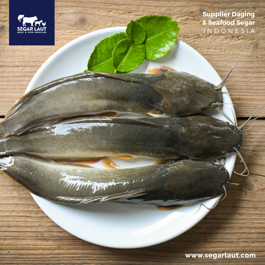 Jual Ikan Segar Dan Fresh | Pack Fresh Frozen | WGGS (Whole Gilled ...