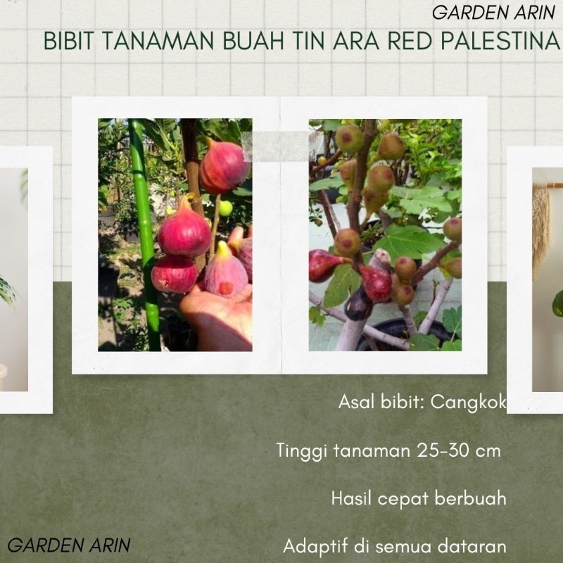 Jual BIBIT TANAMAN BUAH TIN ARA BUAH MERAH (RED PALESTINE) | Shopee ...