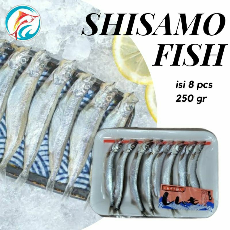 Jual IKAN SHISAMO | SHISAMO FISH | IKAN SHISAMO MALE CIPUNG | IKAN ...