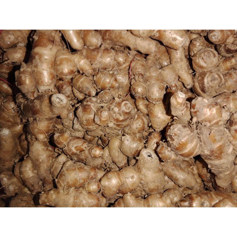 Jual KENCUR (FRESH) | Shopee Indonesia