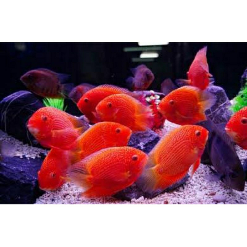Jual Red Spotted Severums American Cichlid | Shopee Indonesia
