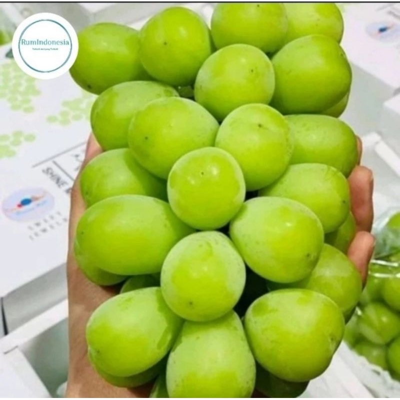 Jual Anggur Hijau Shine Muscat Fresh Import per pack 500 gram buah ...