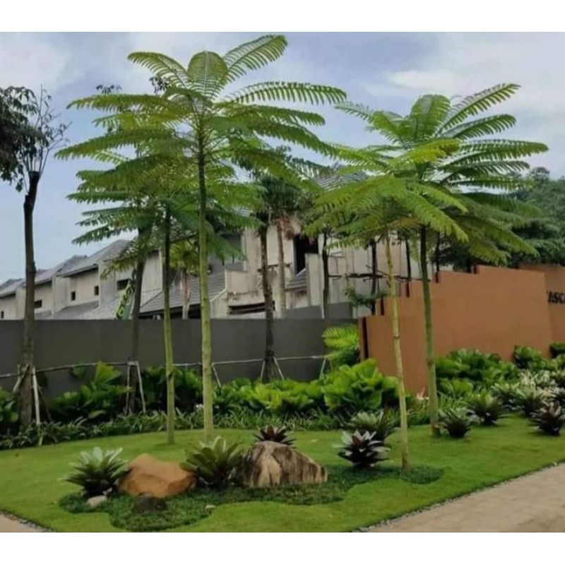 Jual Pohon pakis Brazil solobium tinggi 2meter | Shopee Indonesia