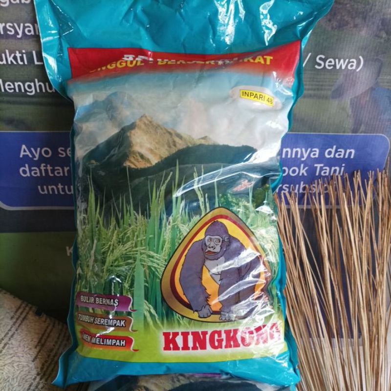 Jual Benih Padi Unggul Inpari 48 Cap Kingkong 5 Kg | Shopee Indonesia