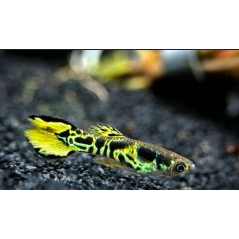 Jual Endler yellow Tiger | Shopee Indonesia