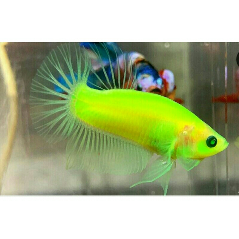 Jual Sepasang Pk Neon Glow Strong Colour ( Hiasan Akuarium Terbaru ...