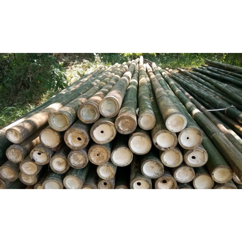Jual bambu tiang | Shopee Indonesia