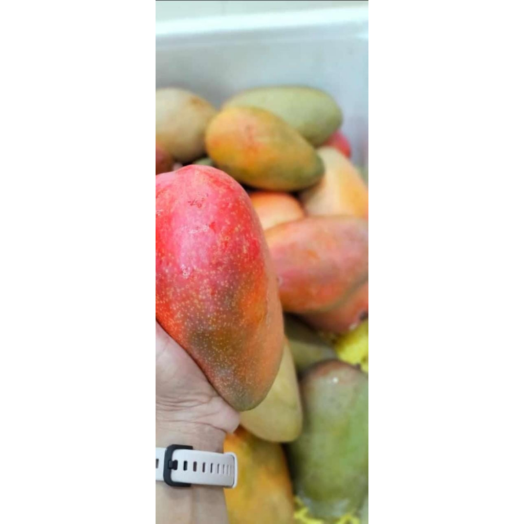 Jual Buah Mangga Kimleng Thailand Red | Shopee Indonesia