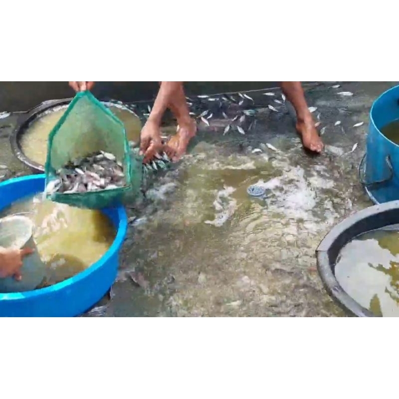 Jual Paket bibit patin 100 ekor bonus pakan pf 500 1/2kg. | Shopee ...