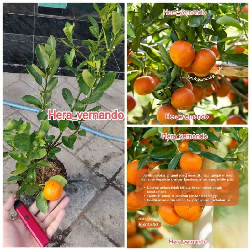 Jual Bibit Jeruk Santang madu sudah Berbuah Besar | Shopee Indonesia