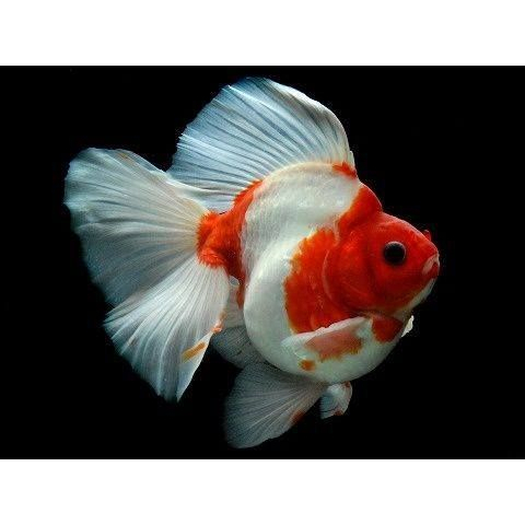 Jual ikan mas koki ryukin merah putih bulat tanggung | Shopee Indonesia