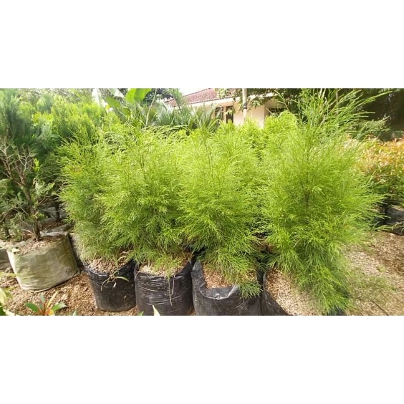 Jual pohon Cemara balon / angin tinggi 50-60 cm | Shopee Indonesia