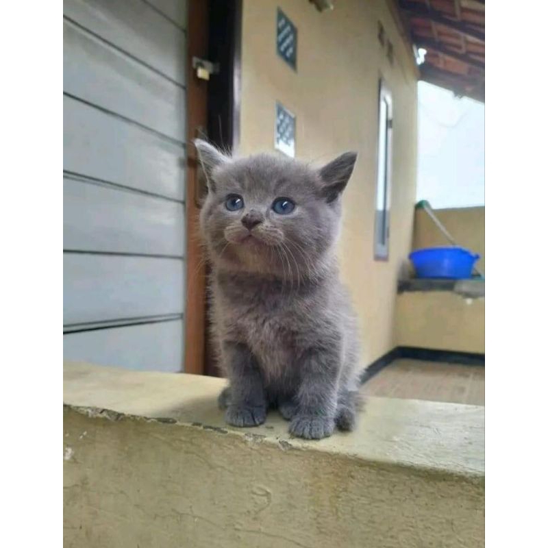 Jual KUCING KITTEN BSH BLUE || BRITISH SHORT HAIR | Shopee Indonesia