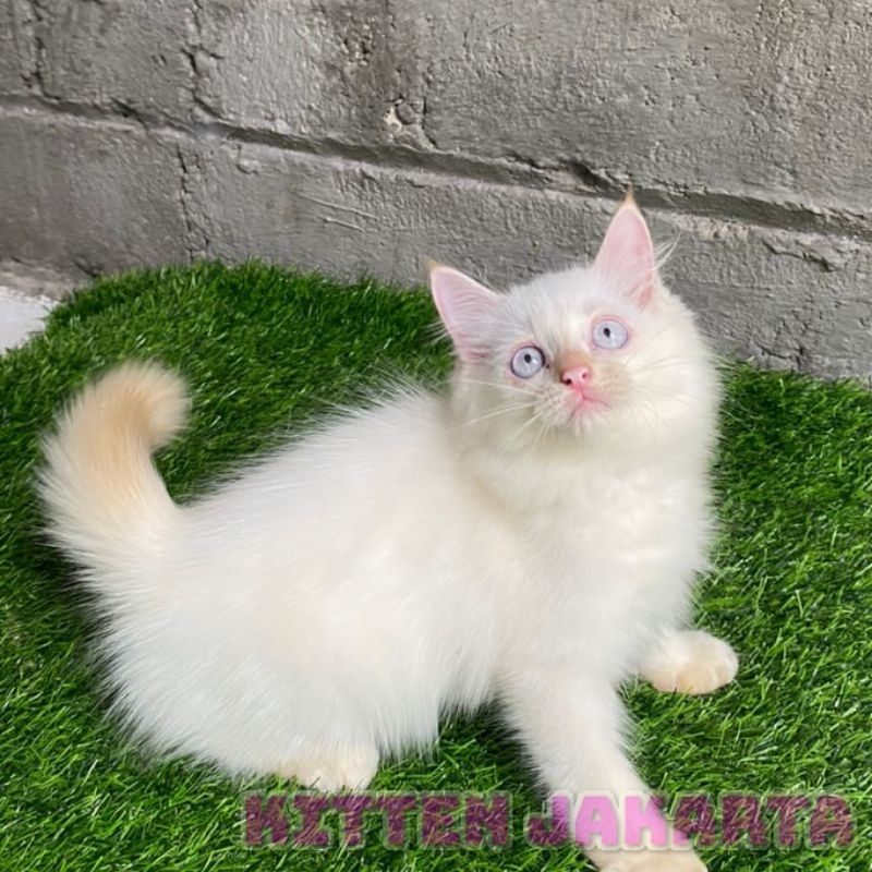 Jual Himalaya Red Point Blue Eyes | Shopee Indonesia