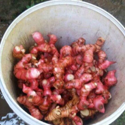 Jual Umbi Lengkuas merah segar per 1 kg | Shopee Indonesia