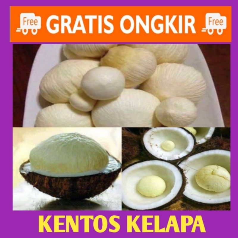 Jual kentos kelapa segar 1kg | Shopee Indonesia