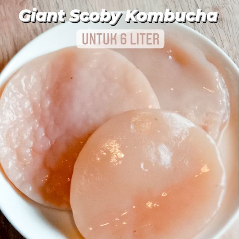 Jual SCOBY jamur Bibit Starter Kombucha teh Kombu kesehatan tebal ...